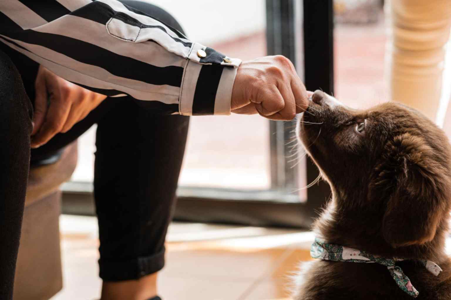 Pet Custody in Australia: Family Law Amendment Act Explained